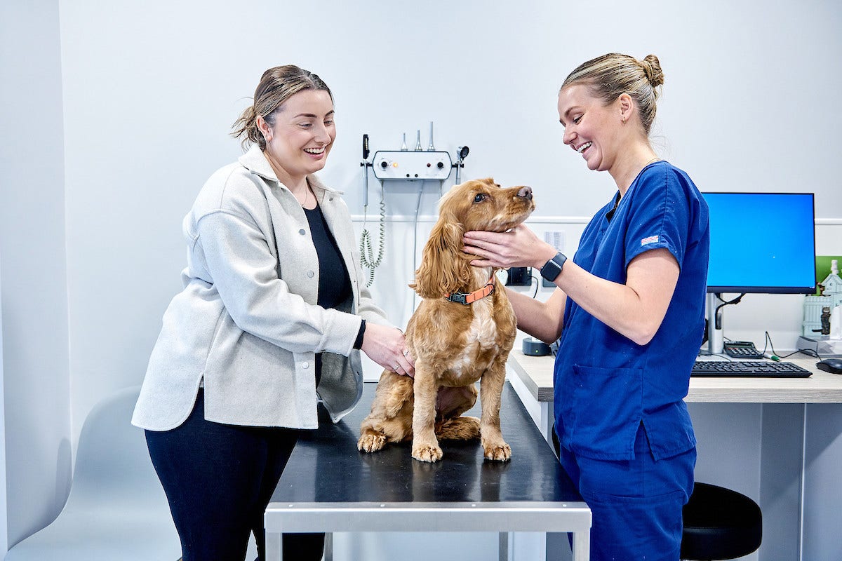 Diseases & Conditions A-Z | CVS Vets