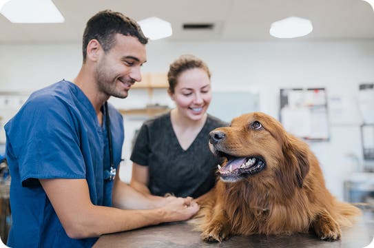 Contact Us | CVS Vets