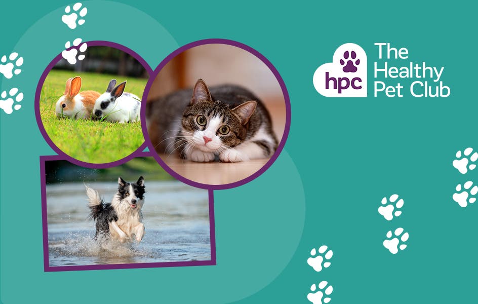 The Healthy Pet Club | CVS Vets