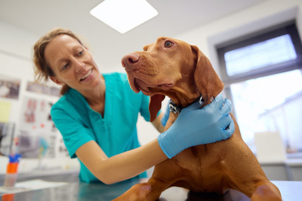 About Us | CVS Vets