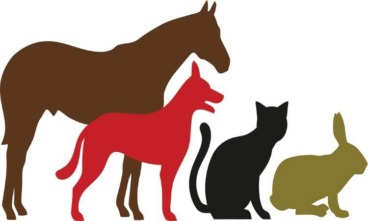 Animed Veterinary Clinic, Hedge End | CVS Vets